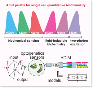 Optogenetics – Laboratory of Quantitative Biology (Esposito's group)